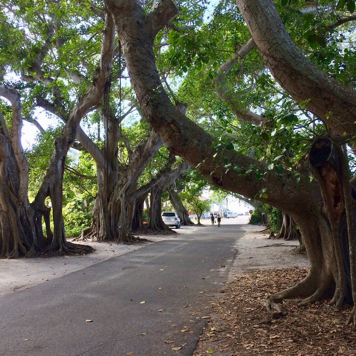 Enchanting trail with century old trees