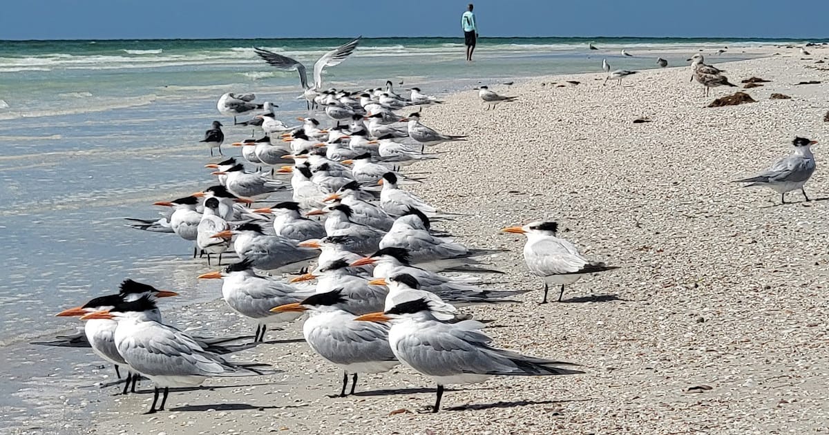 Flock of Birds resting on the seas shore at Anclote Key Preserve