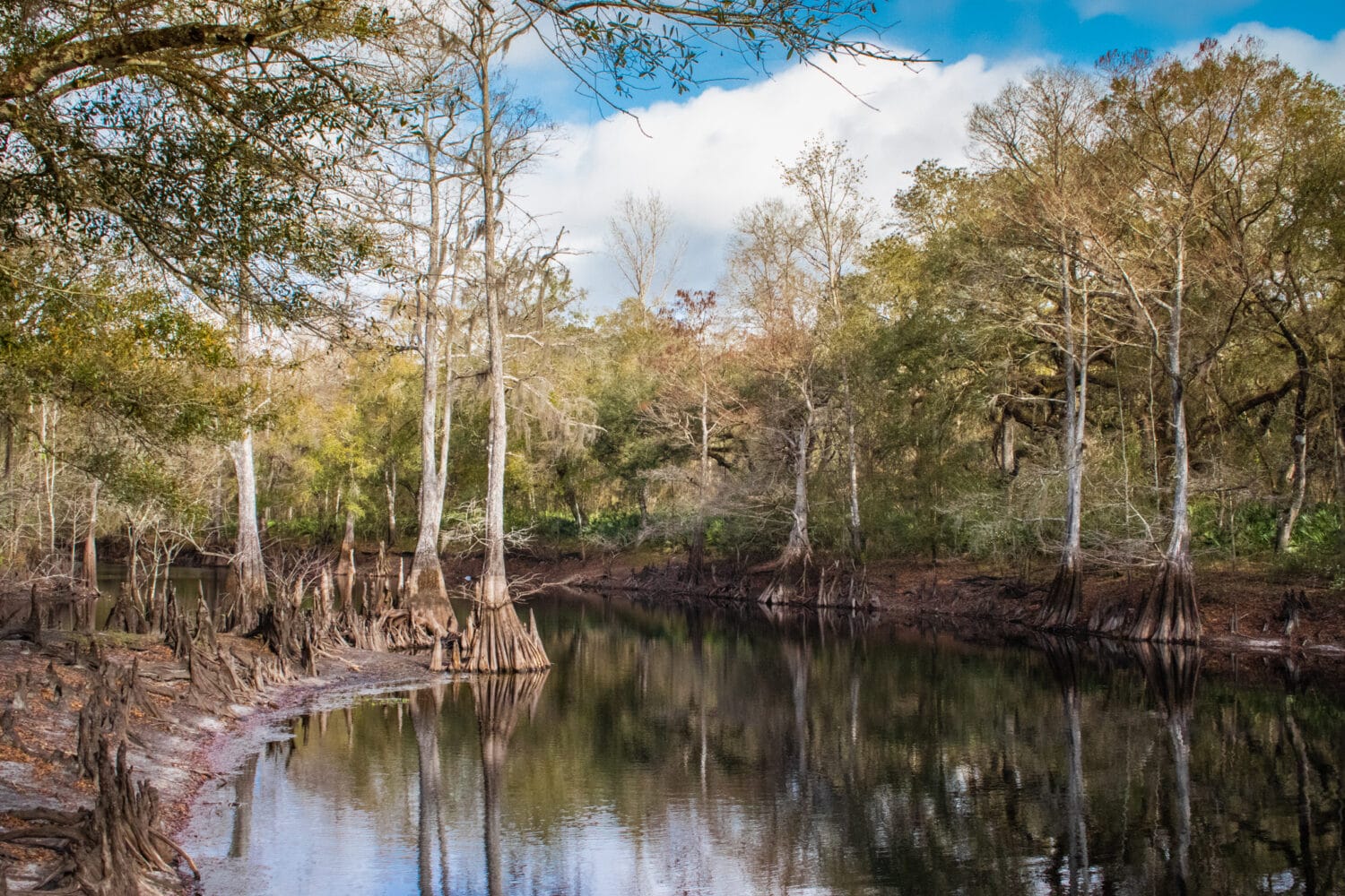 Florida's swamp and wetlands in the state forest