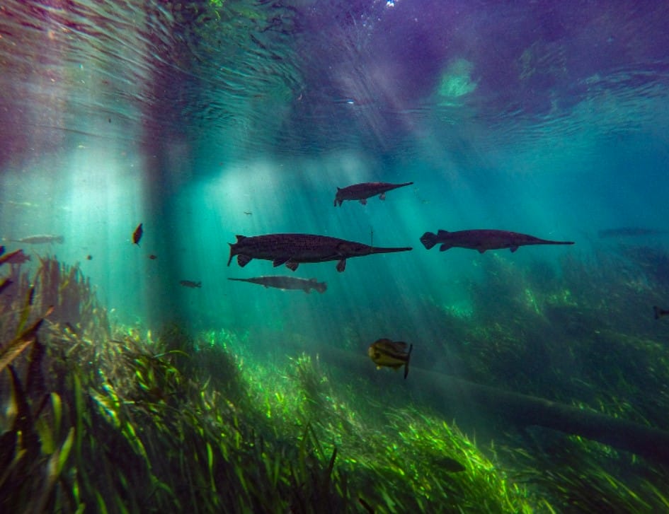 gars swimming in the spring