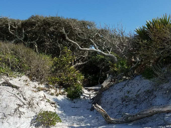Grayton Beach State Park 5