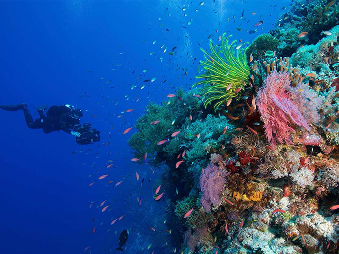 Great Florida Reef 5