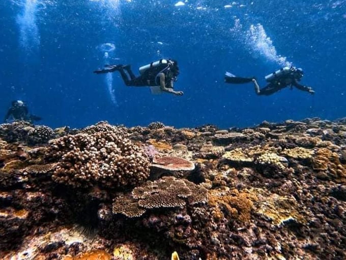 Great Florida Reef 7