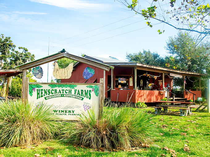 henscratch farms vineyard winery 1