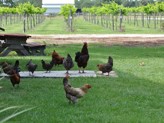 henscratch farms vineyard winery 2