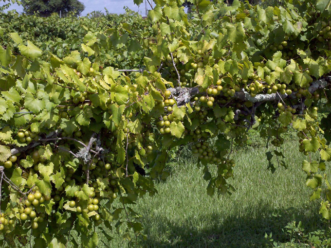 henscratch farms vineyard winery 3