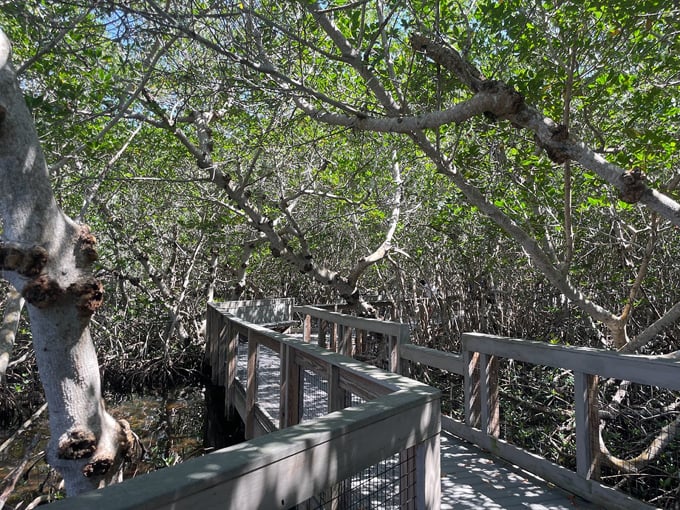 J.N. &ldquo;Ding&rdquo; Darling National Wildlife Refuge 5