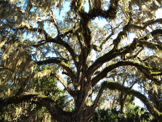 Ormond Scenic Loop & Trail 3