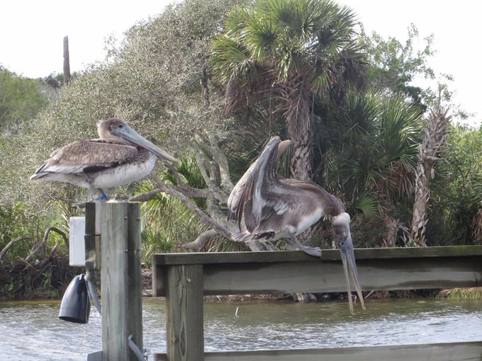 Ormond Scenic Loop & Trail 4
