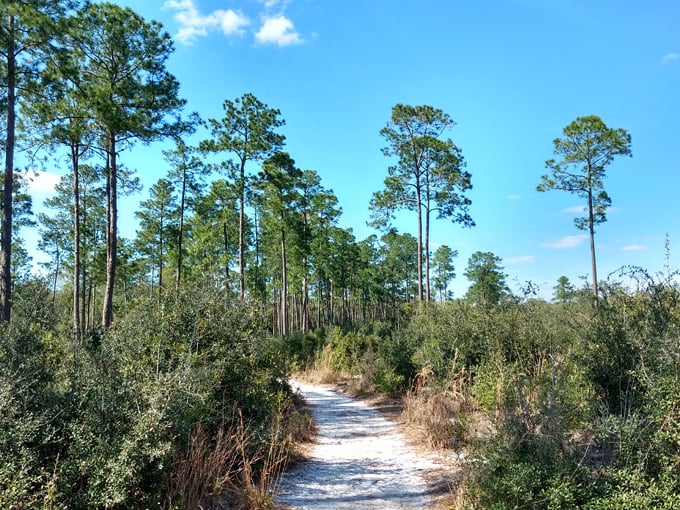 Pine island hiking trail 1