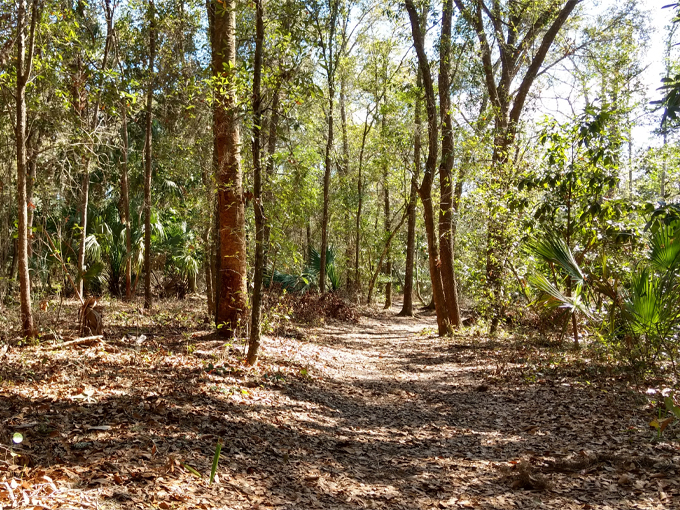 Pine island hiking trail 5