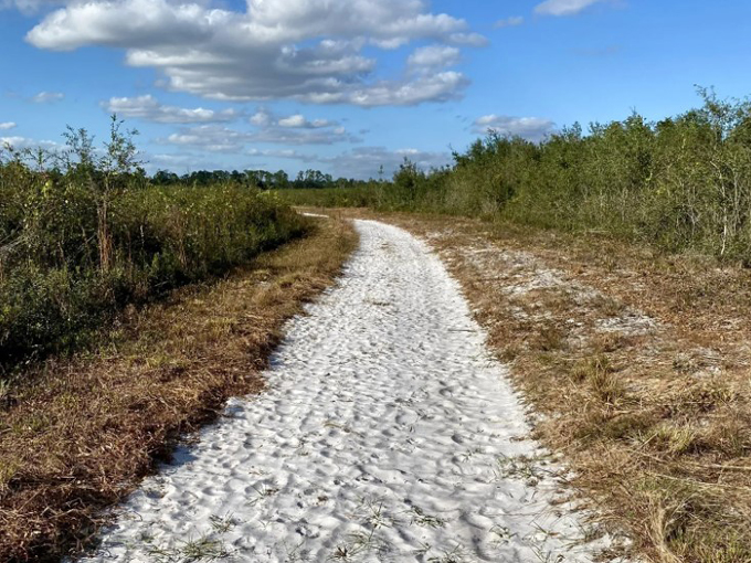 Pine island hiking trail 6