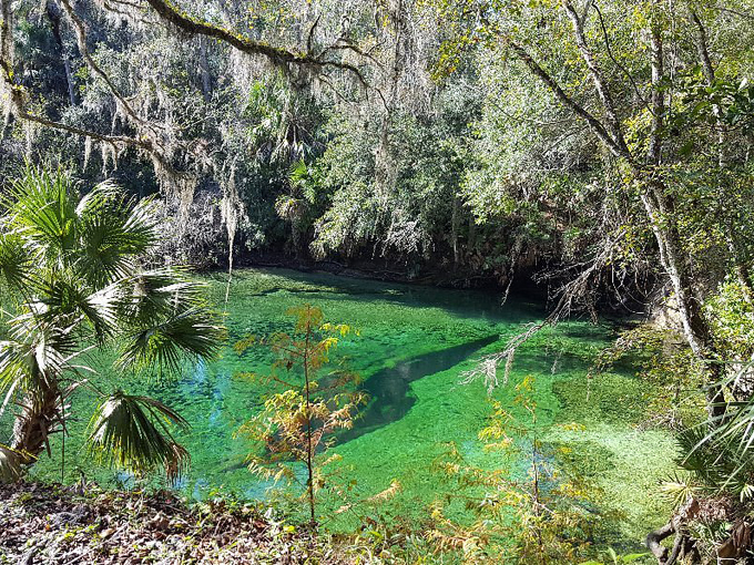 Pine island hiking trail 7
