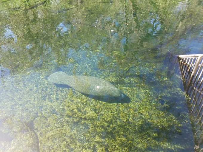 Pine island hiking trail 8