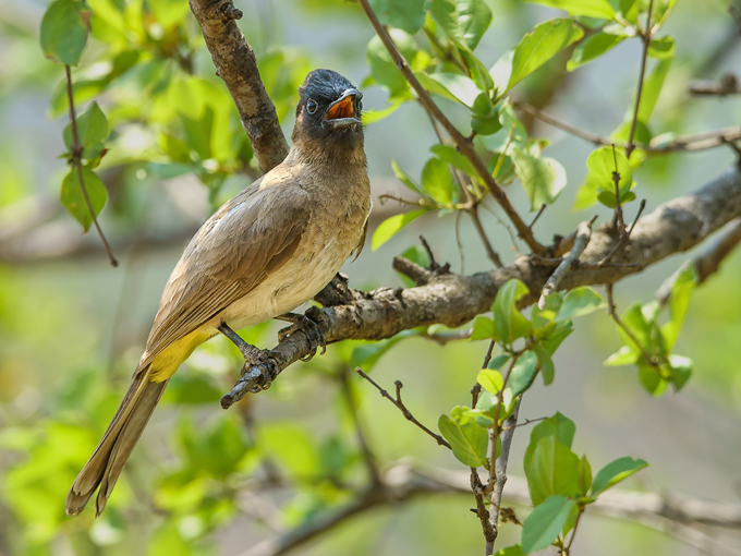 rudolph grotto gardens 7