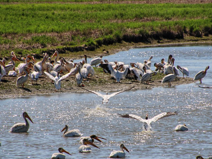 Shiawassee National Wildlife Refuge 4