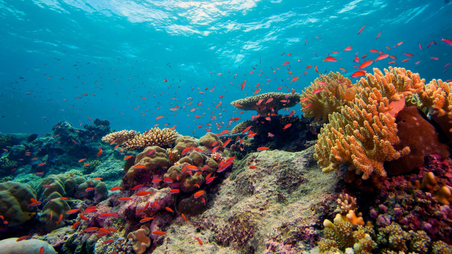 The colorful sights of corals the Florida's reef
