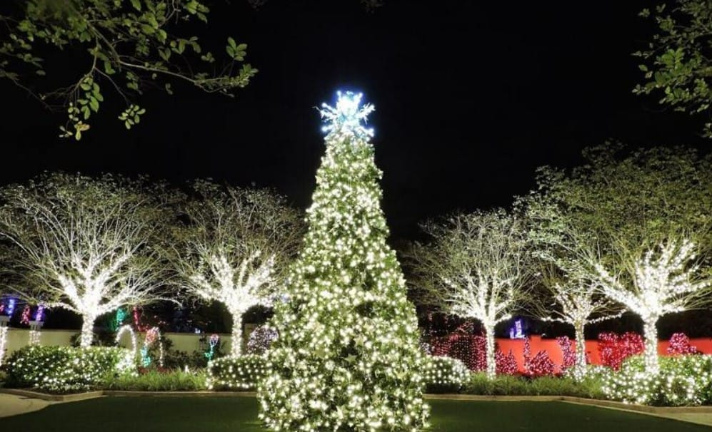 the towering and bright christmas tree of the garden
