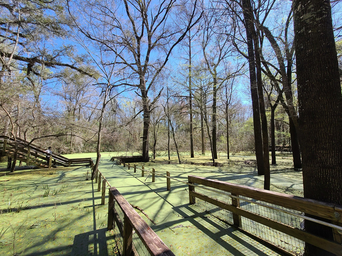 Wes Skiles Peacock Springs State Park 5