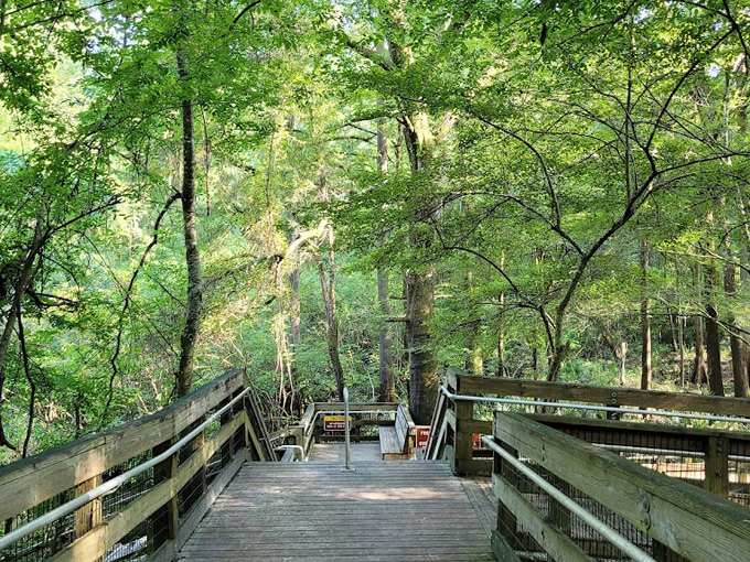 Wes Skiles Peacock Springs State Park 7