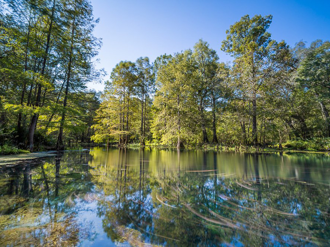 Wes Skiles Peacock Springs State Park 9