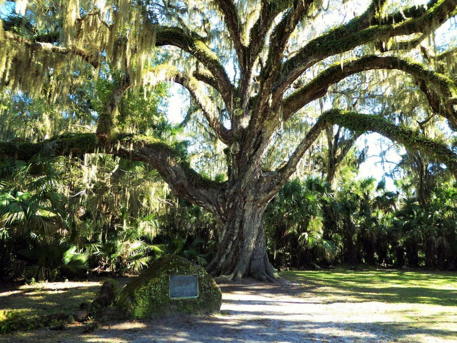 a large oak tree and a marking on a stone in front of it