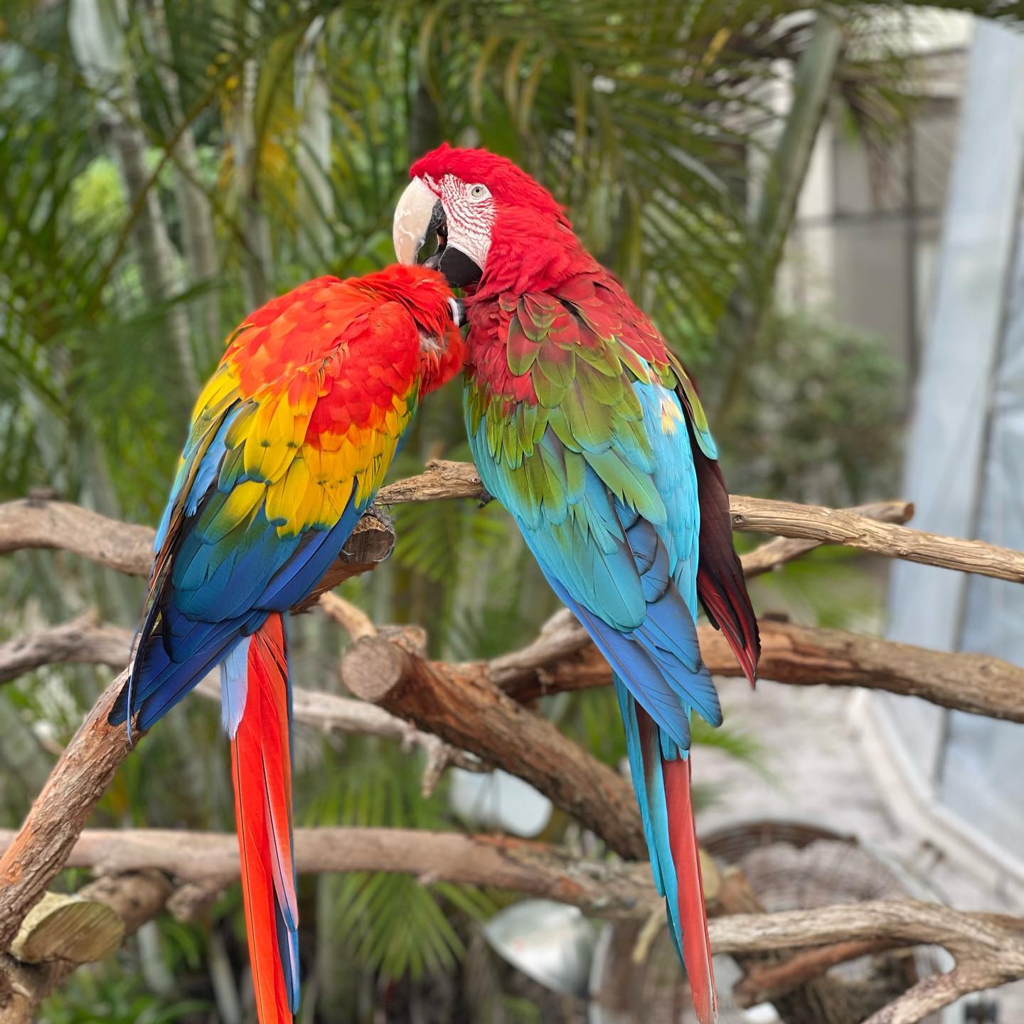 a shot of colorful birds in the garden