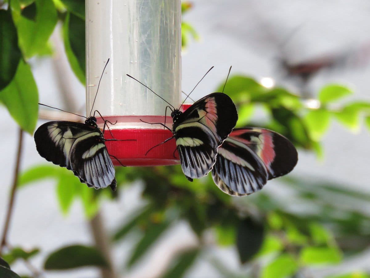 beautiful group of butterflies