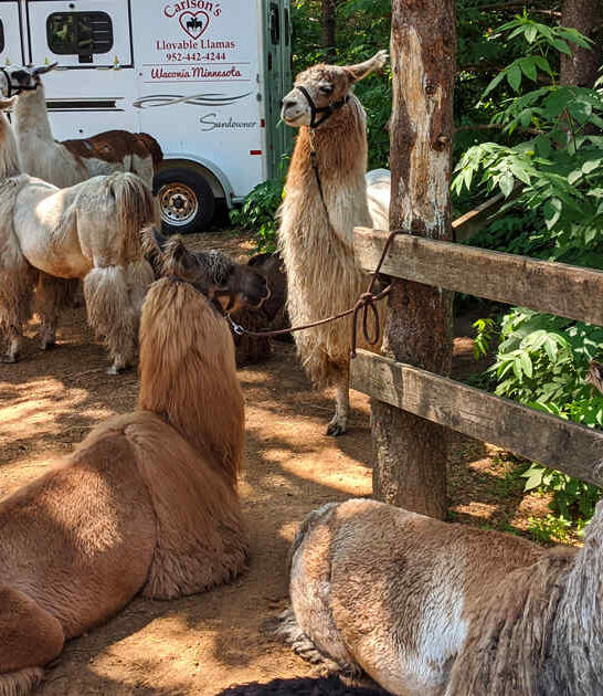 carlsons llovable llamas minnesota ftr