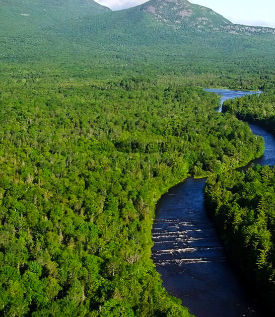 expansive woods in maine ftr