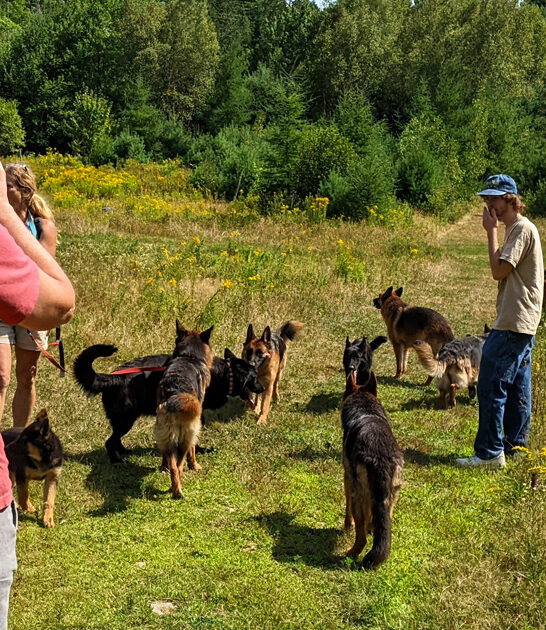 german shepherds in maine ftr