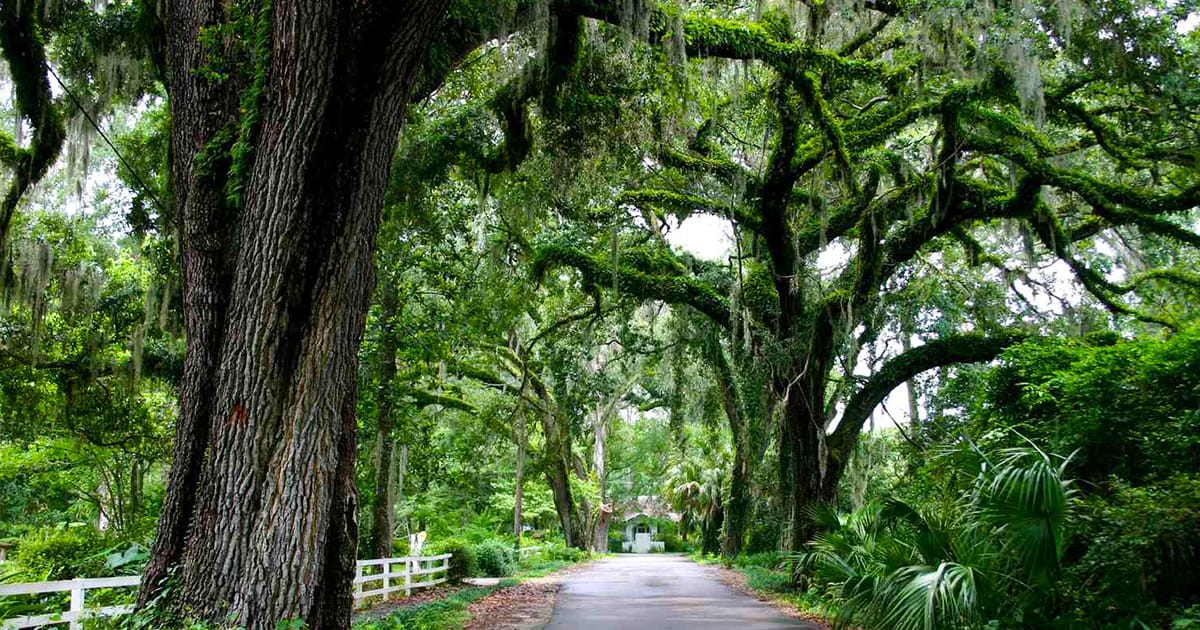 the stunning micanopy tree canopy