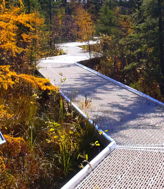 secluded bog boardwalk minnesota ftr