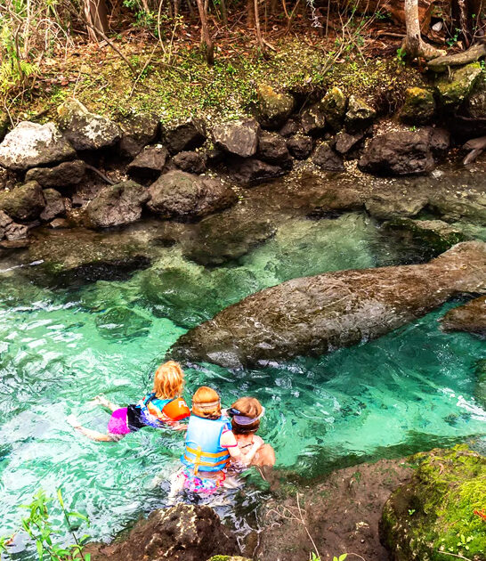 swim with manatees florida ftr