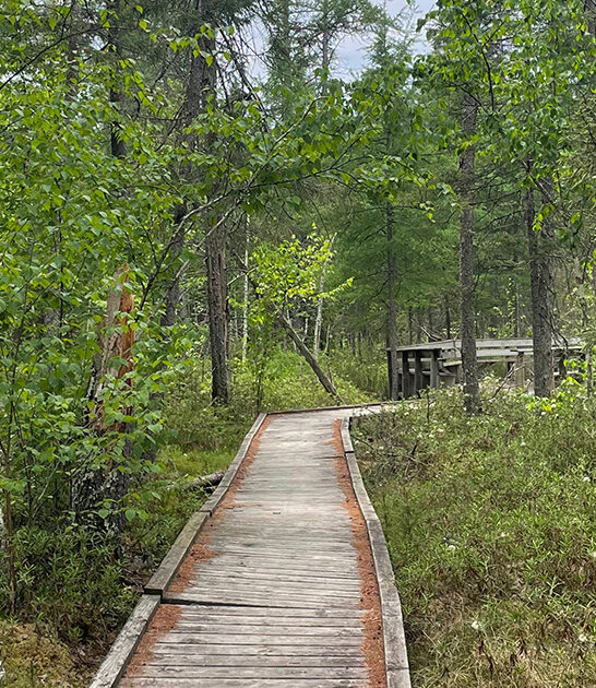 treetop canopy walk minnesota ftr