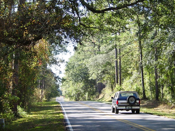 Winding through towering pines and dappled sunlight, the Big Bend Scenic Byway offers a peaceful escape from Florida's tourist crowds.