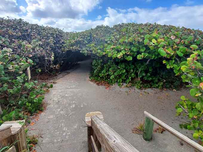 Those sea grape tunnels aren't just providing shade, they're basically nature's air conditioning with a side of enchantment.