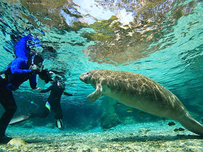 Crystal River's pristine waters create the perfect backdrop for one of nature's most magical encounters: swimming with wild manatees in their natural habitat.