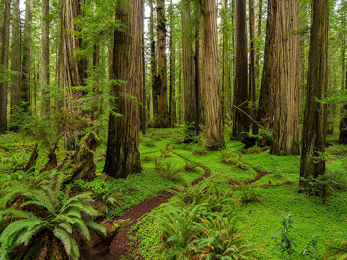 Ancient sentinels stand guard in Eagle Lake's old-growth forest, where moss carpets and ferns create nature's plushest welcome mat.