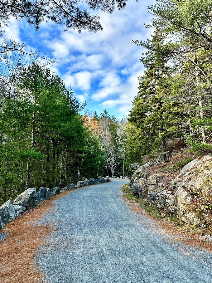 A winding gravel path through towering pines &ndash; nature's red carpet inviting you into Acadia's emerald embrace.