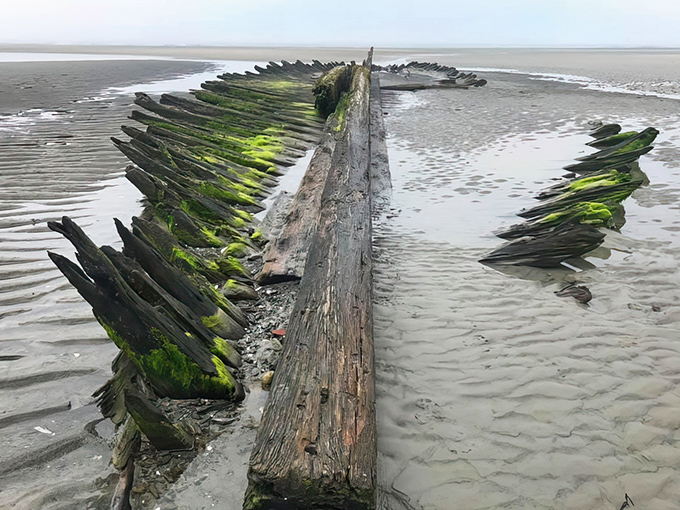 Nature's museum exhibit: ancient ship ribs emerge from sandy depths, telling tales of maritime adventures past.