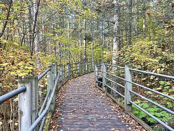 Wooden boardwalks wind through Minnesota's northern forest, fallen leaves creating nature's confetti on this magical pathway to adventure.