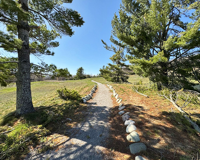 The famous M-119 Tunnel of Trees creates a living canopy that makes every driver feel like royalty passing through a green cathedral.