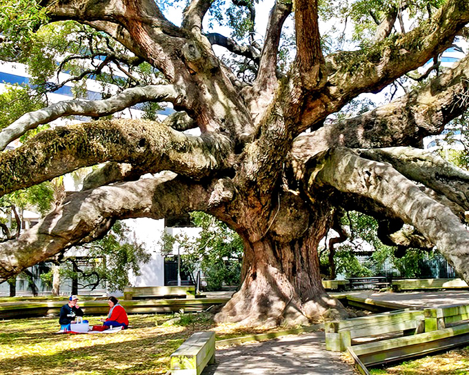 The ancient Treaty Oak spreads its massive limbs like a wooden octopus, creating nature's perfect canopy in downtown Jacksonville.
