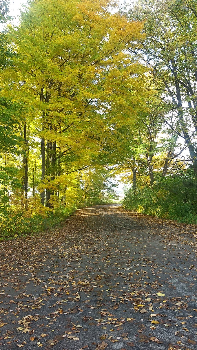 Welcome to Lizard Mound State Park, where Wisconsin's ancient history rises from the earth in mysterious, serpentine forms that have puzzled and fascinated visitors for generations.