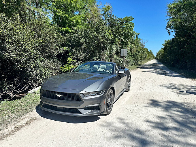 Loop Road Scenic Drive: Where wilderness meets wheels &ndash; a convertible's dream route through Florida's wildest backyard party.