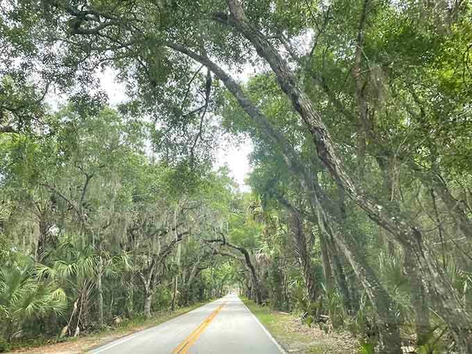 Those Spanish moss curtains draped over ancient oaks create a natural tunnel that's basically Florida's version of a European cathedral, minus the admission fee and gift shop.