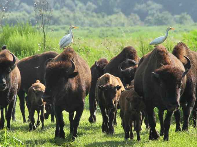 Where else can you find bison, Spanish moss, and sunshine all in one frame? Welcome to Florida's most delightfully confusing landscape.