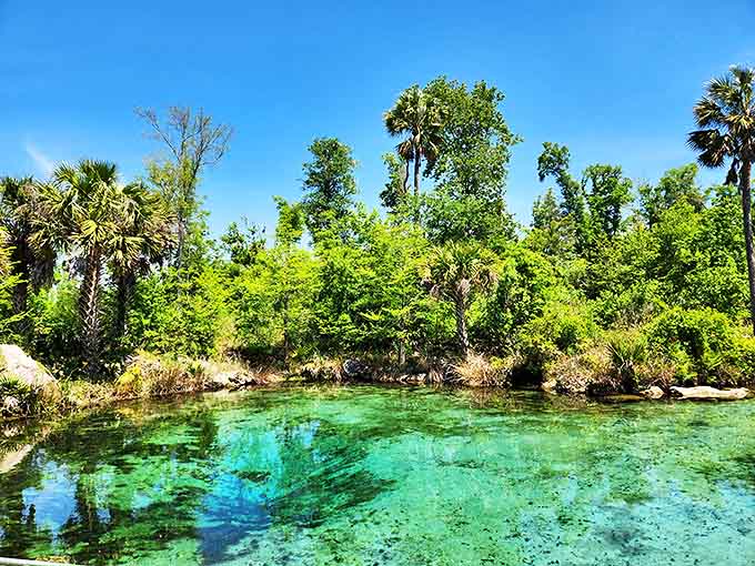 Nature's swimming pool: Pitt and Sylvan Springs shimmer like liquid turquoise amid Florida's lush greenery, inviting visitors to dive into paradise.