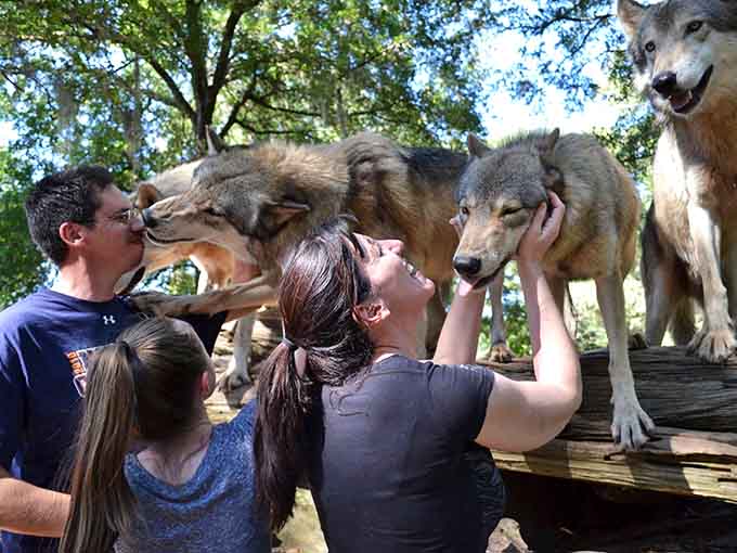 Nothing says "Florida adventure" quite like getting nose-to-nose with wolves who are friendlier than most people you'll meet at brunch.